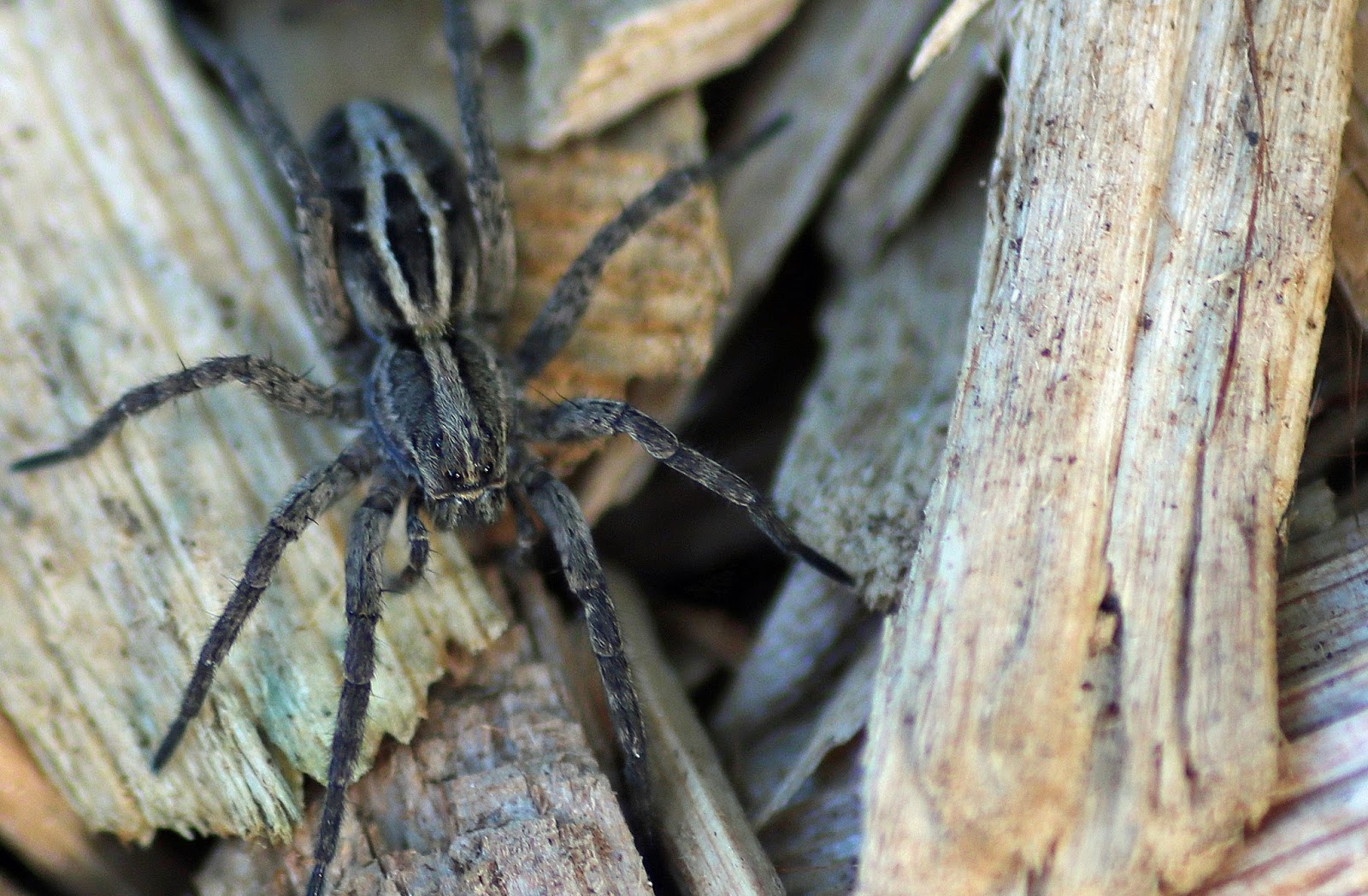 MObugs: Lance Wolf Spider