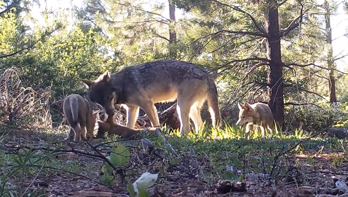 White Wolf : California’s last Gray Wolf Pack surprised everyone by ...