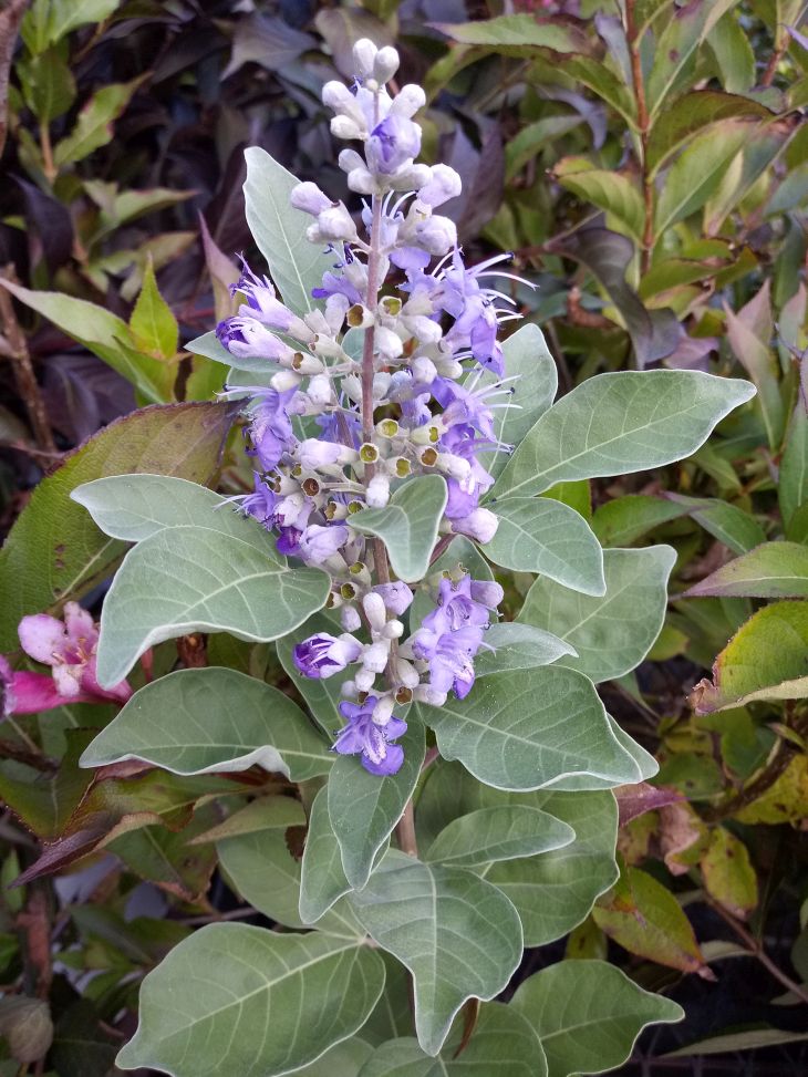 Future Plants by Randy Stewart: Vitex - the Chaste Tree family