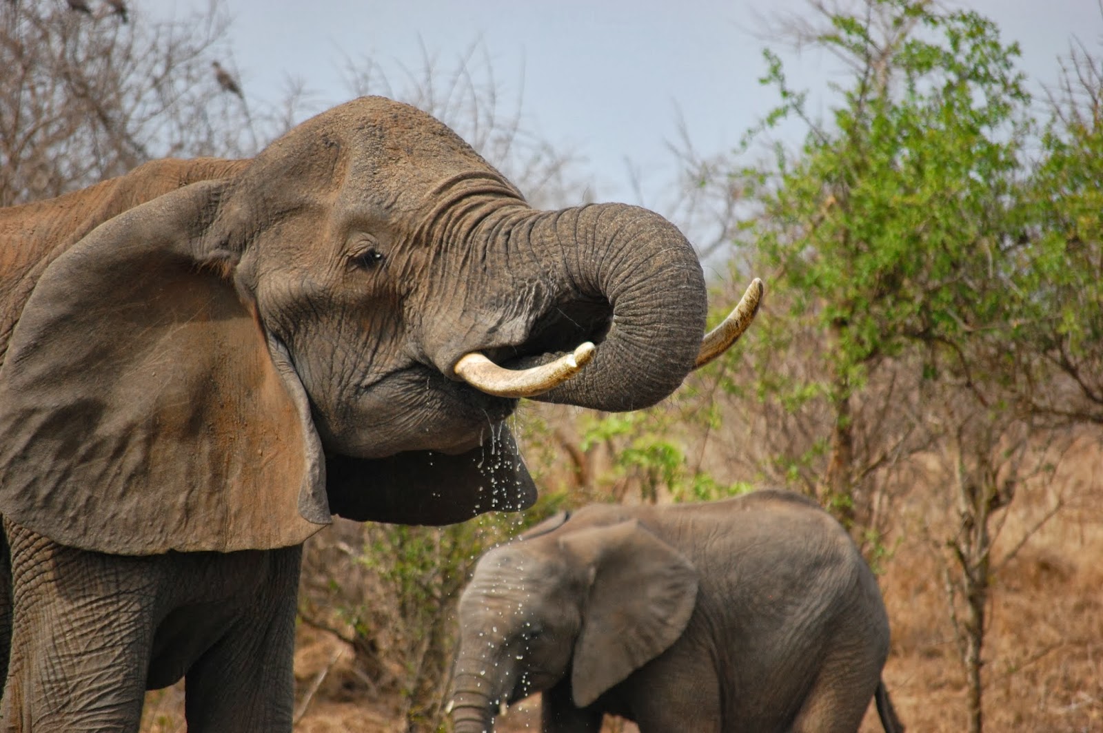 Welcome to My World: Swaziland Day 6 - Wild Animals, Wild Playtime