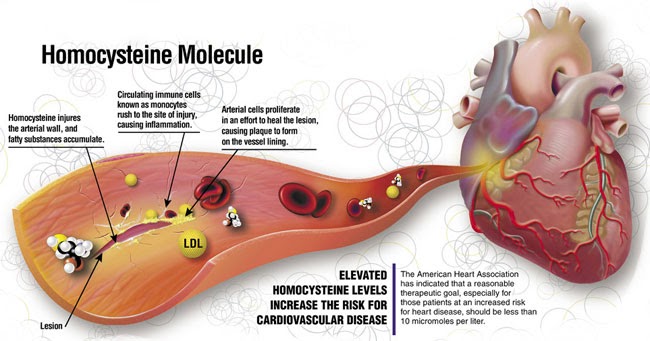 Tamil Paleo Food , Recipes for Dummies : Homocysteine-இது அதிகம் ...