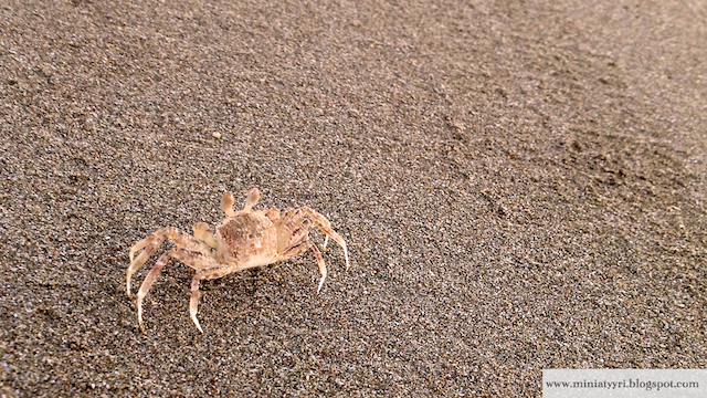 Valokuvattu rapu ja piirretty rapu