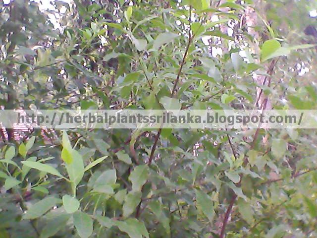 SANTALUM ALBUM - සුදු හඳුන්