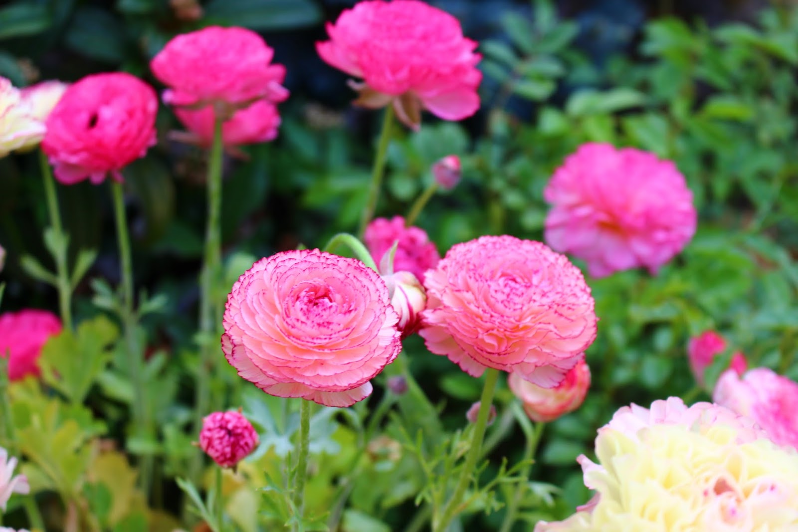 Roses du jardin Chêneland: Renoncule, culture, plantation ...