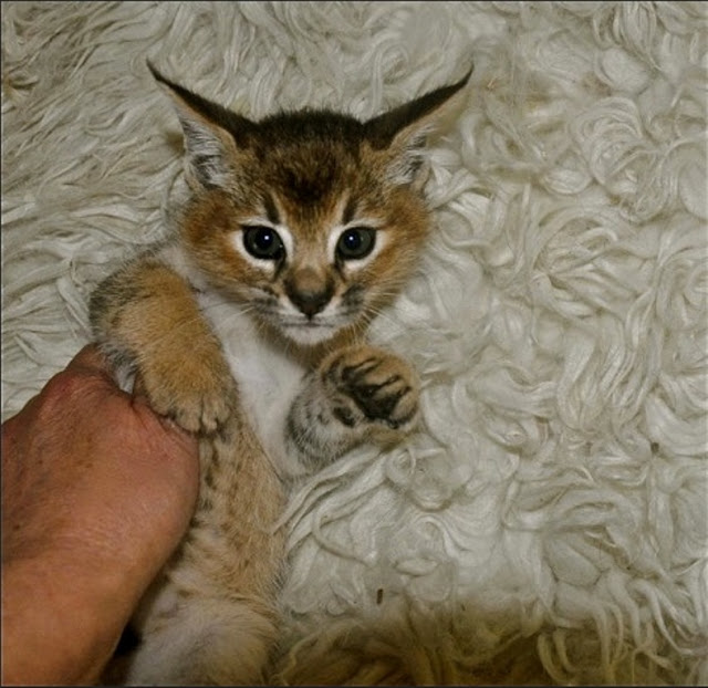 CARACAL CAT photos - wallpapers (ανανεωμένο) | the fun bank