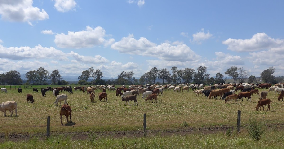 Cattle on a thousand hills