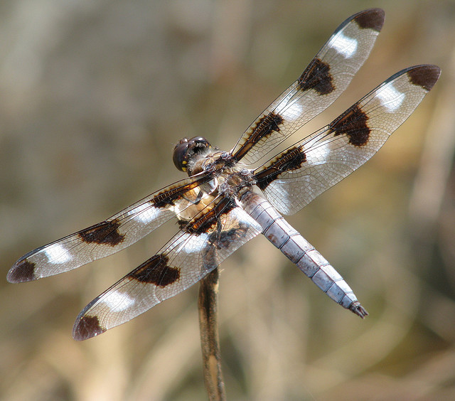 Dragonfly Delight: A Life Cycle in Superb Macrophotography | The Ark In ...