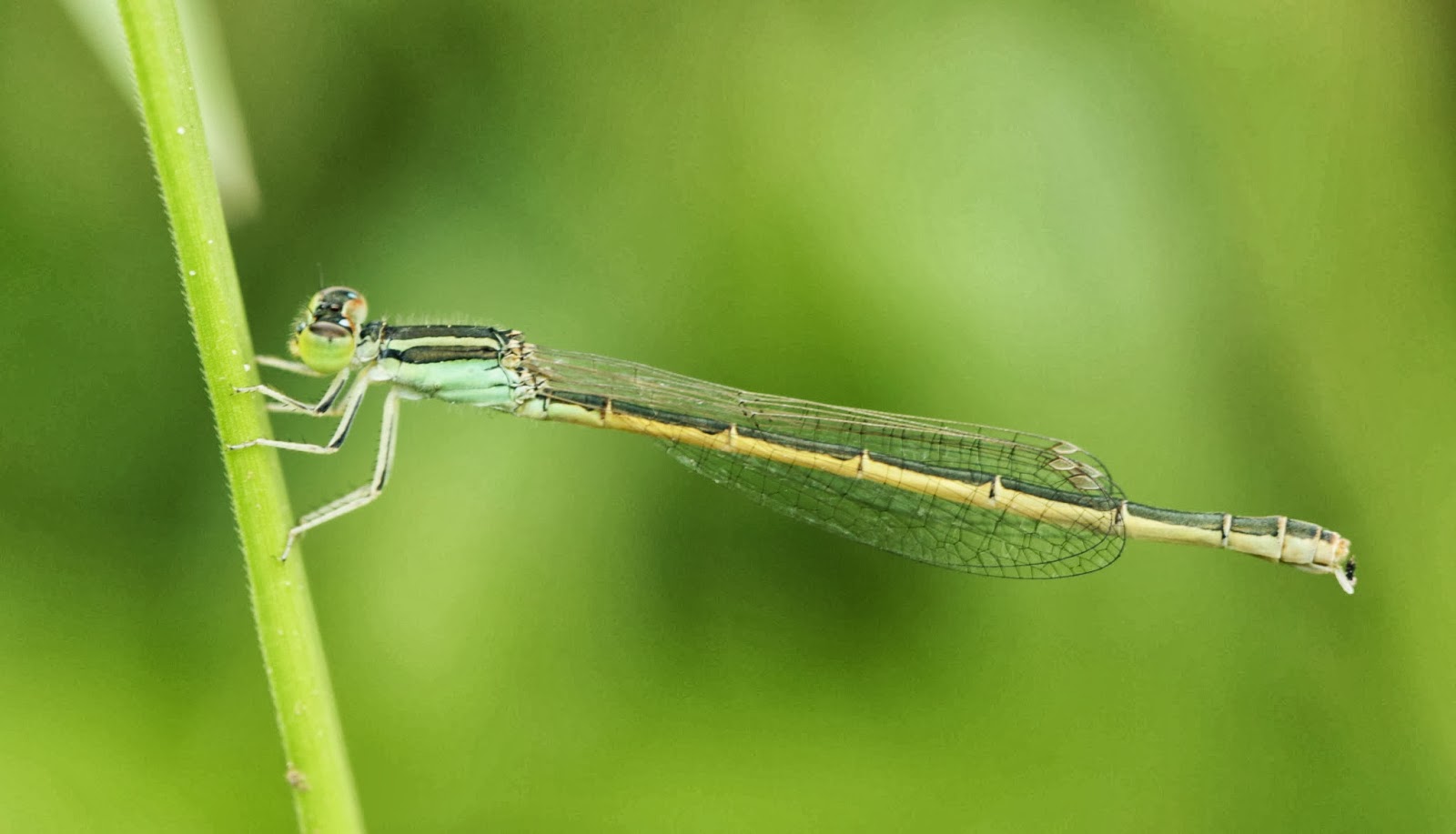 Dragonflies and damselflies of Vietnam: Ischnura carpentieri and ...