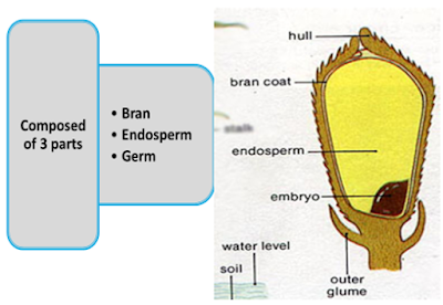 CHEF Q: 7 Types of Food Commodities