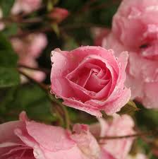 Arte de la jardinería: LA PODA DE LOS ROSALES