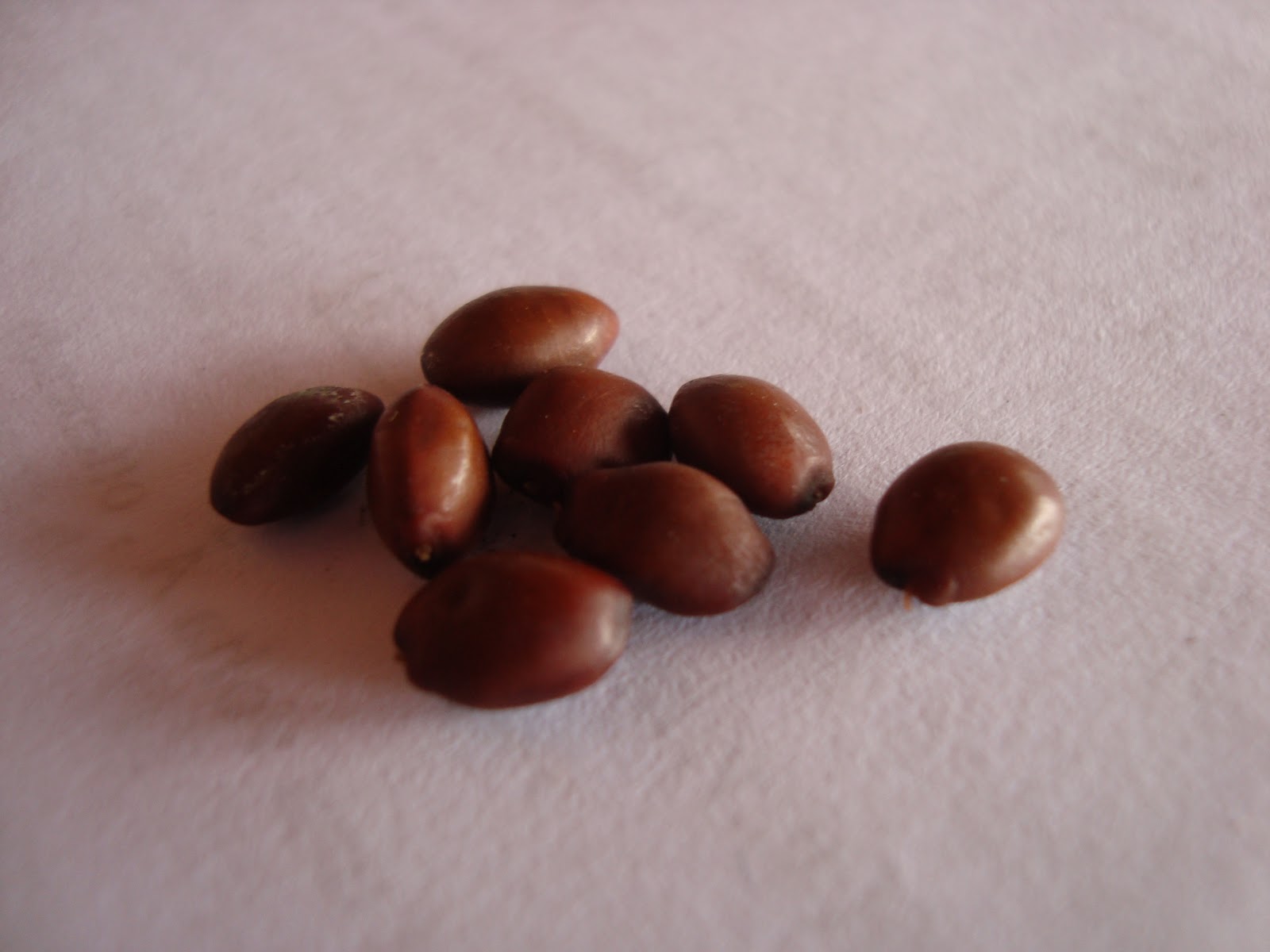 Il Carrubo: La Semina!