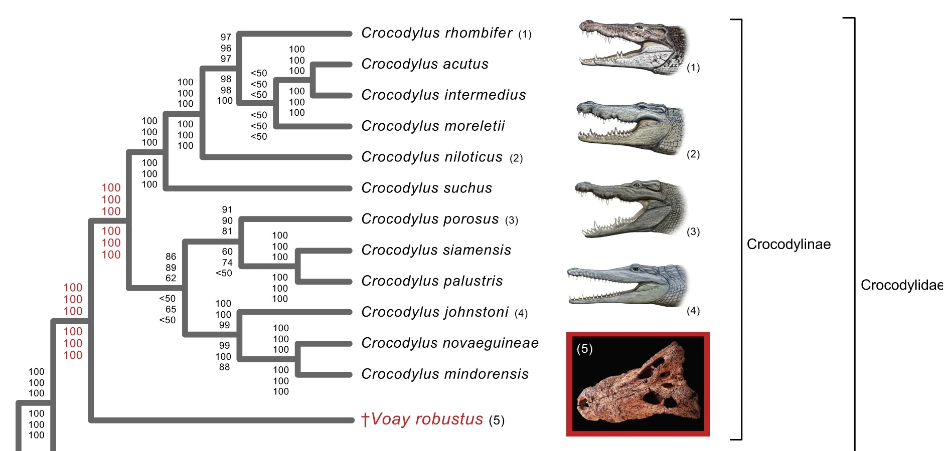 Species New to Science: [Paleontology • 2021] Voay robustus ...