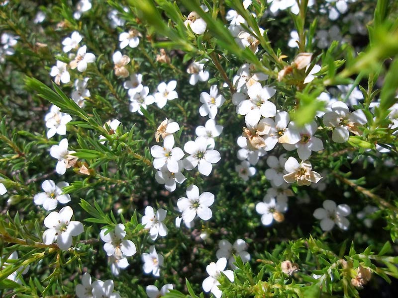 Gardening in Cape Town: Featured Plant: Coleonema Album