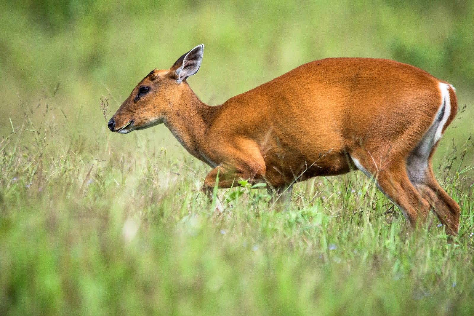 Singapore River Roots of Rendang, Briyani & Bak Kut Teh in Singapore ...