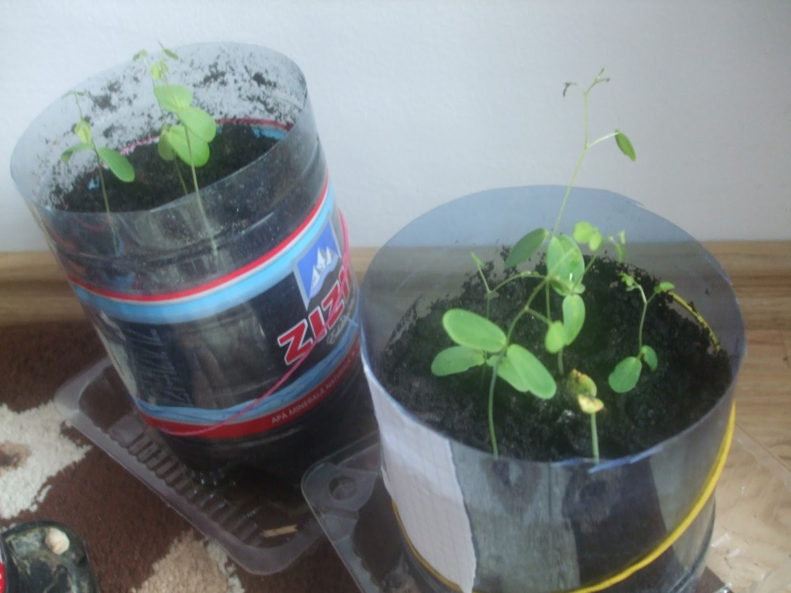 Gradina si gradinaritul, pasiuni de-o viata: salcami-inmultire prin seminte