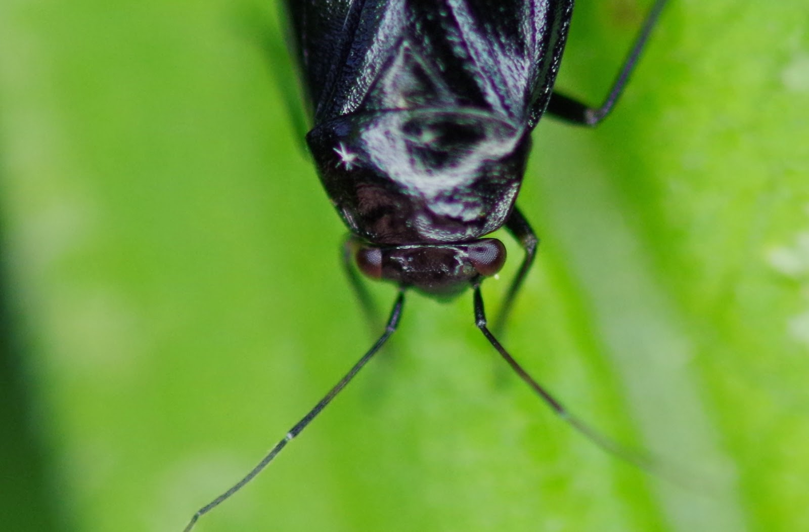 The Bugs in the Backyard: Bugs in Time