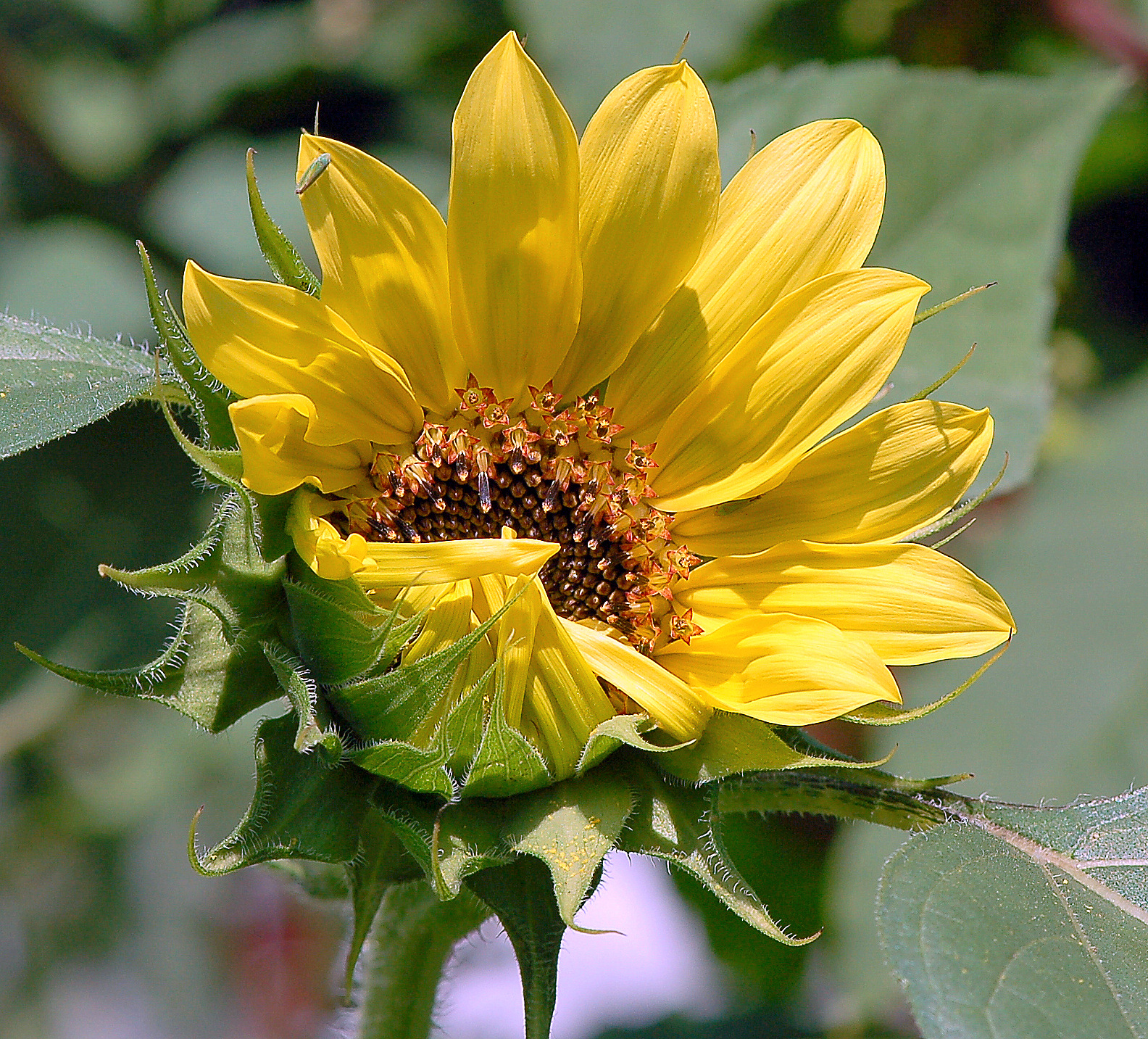 Falling in Love: Sunflowers