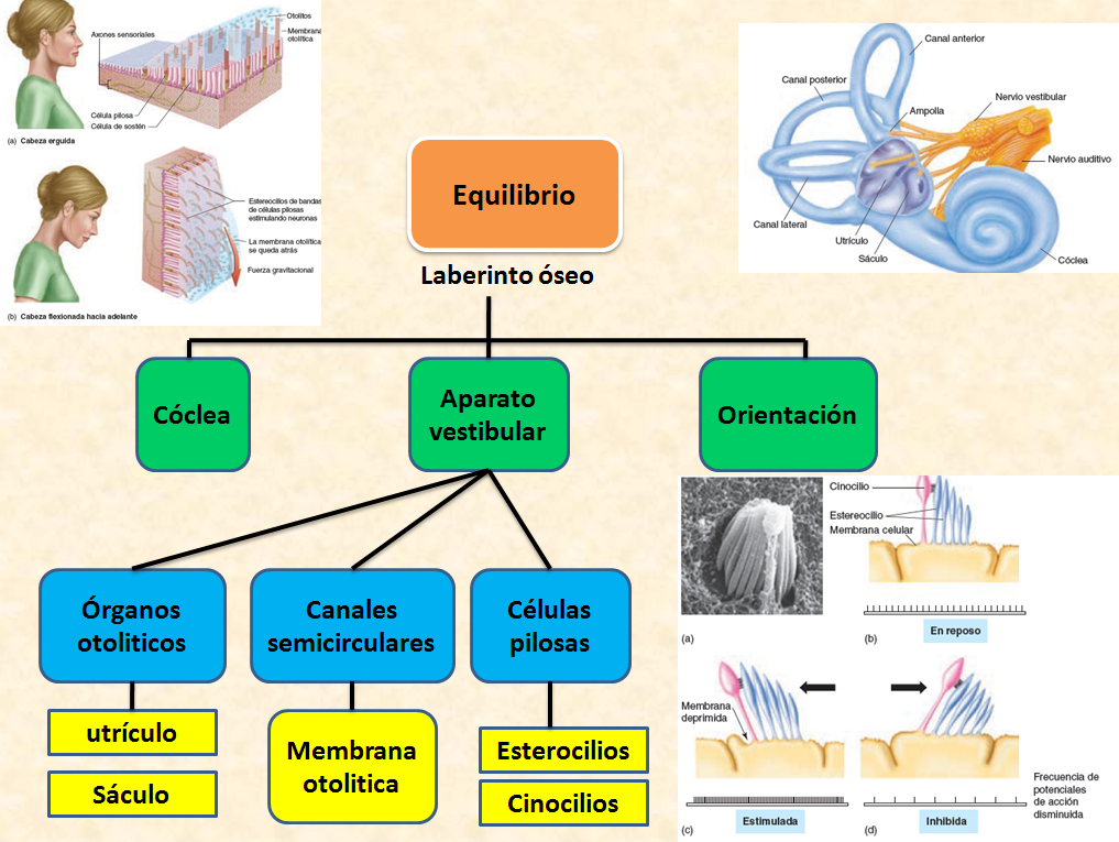 fisiología basica: noviembre 2014