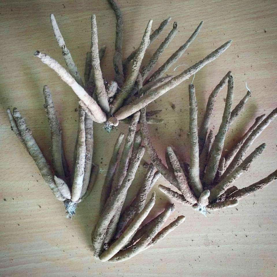 Swet Musli (chlorophytum borivilianum)10 Astonishing Benefits of Swet ...