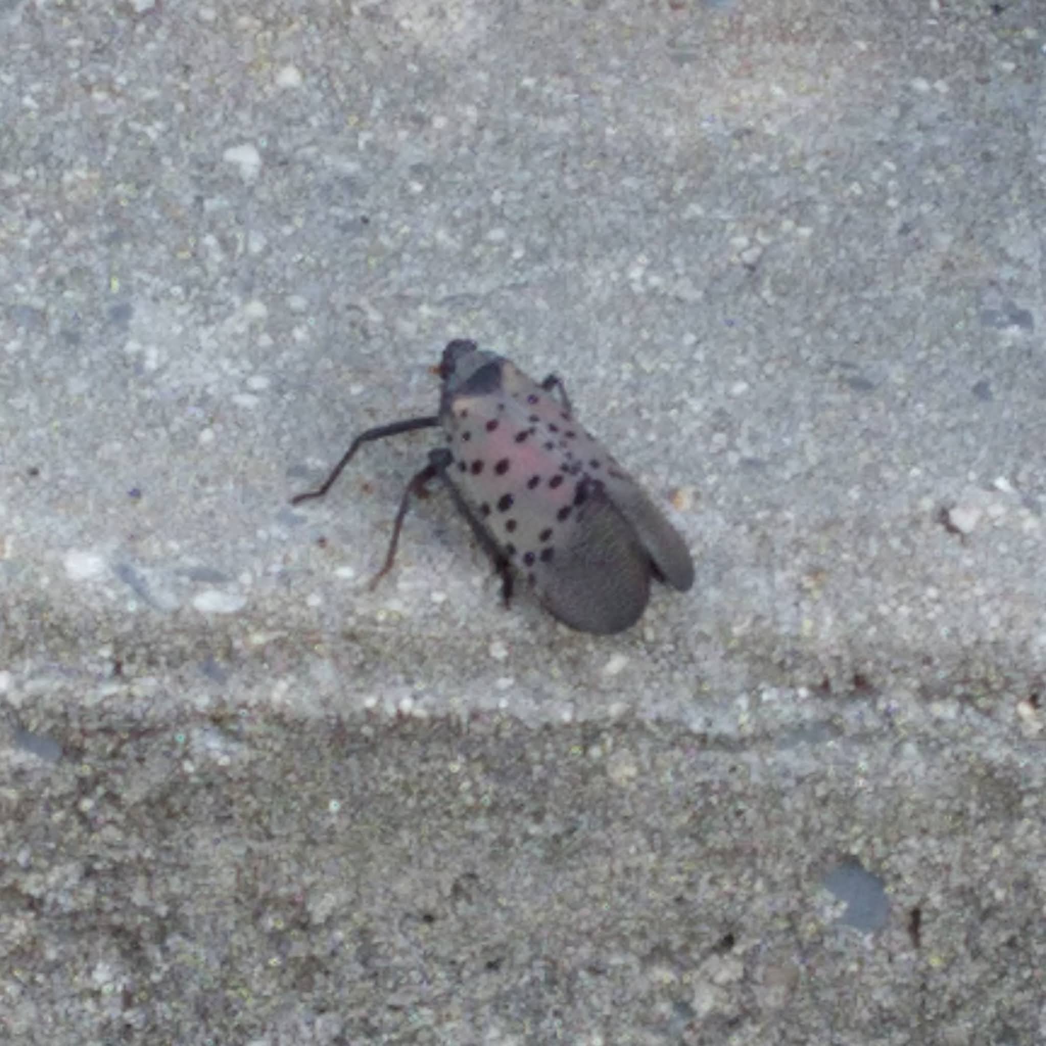The Lilly Garden: What You Need To Know About the Spotted Lantern Fly