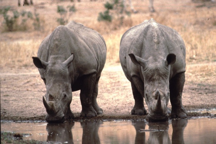 AFRIŠKE ŽIVALI: NOSOROG (Rhinocerotidae)