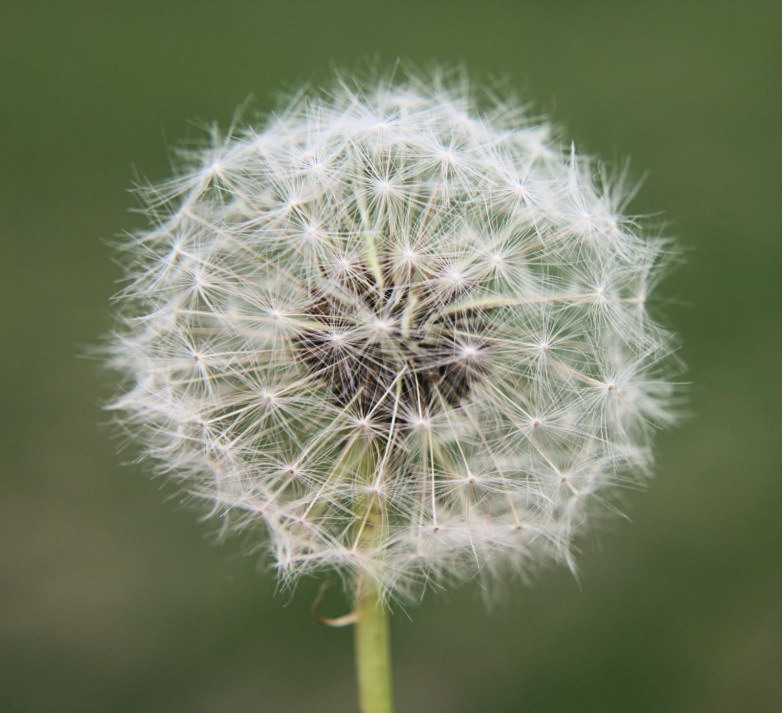 Round The Bend: Dandelion Macros