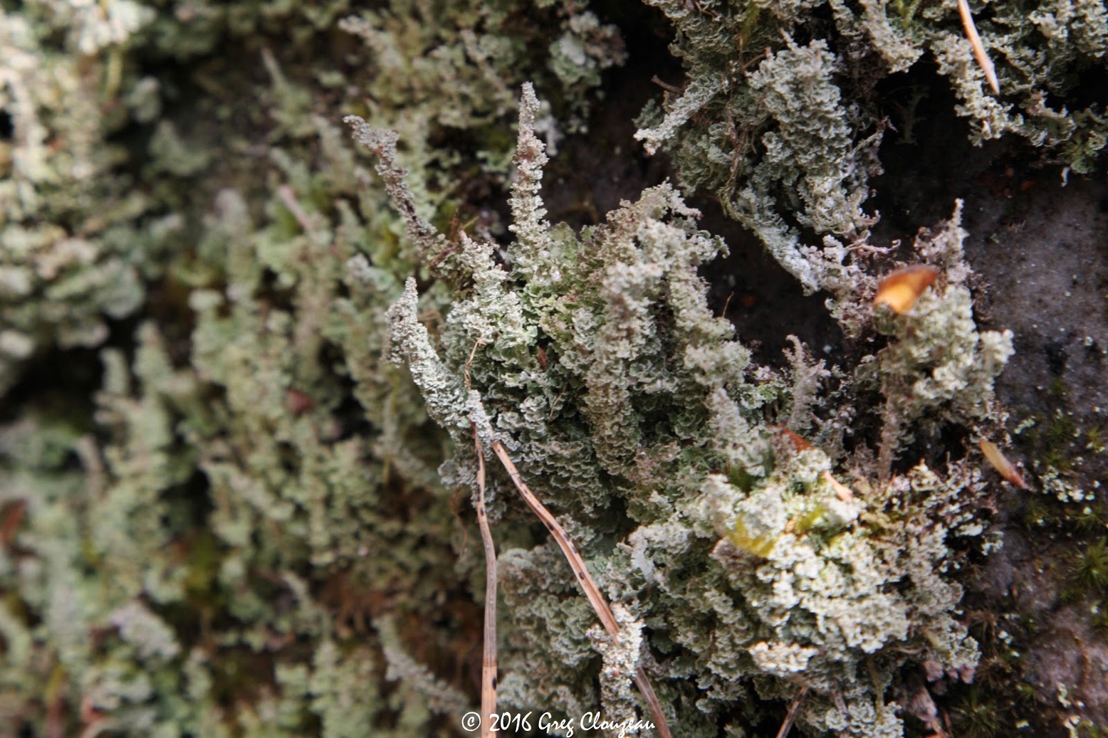 C'est quoi ces lichens ? ~ FontaineBleau Passion