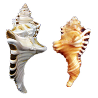 Shankh | Benefits of Shankha | Types of Shankh | Natural Conch