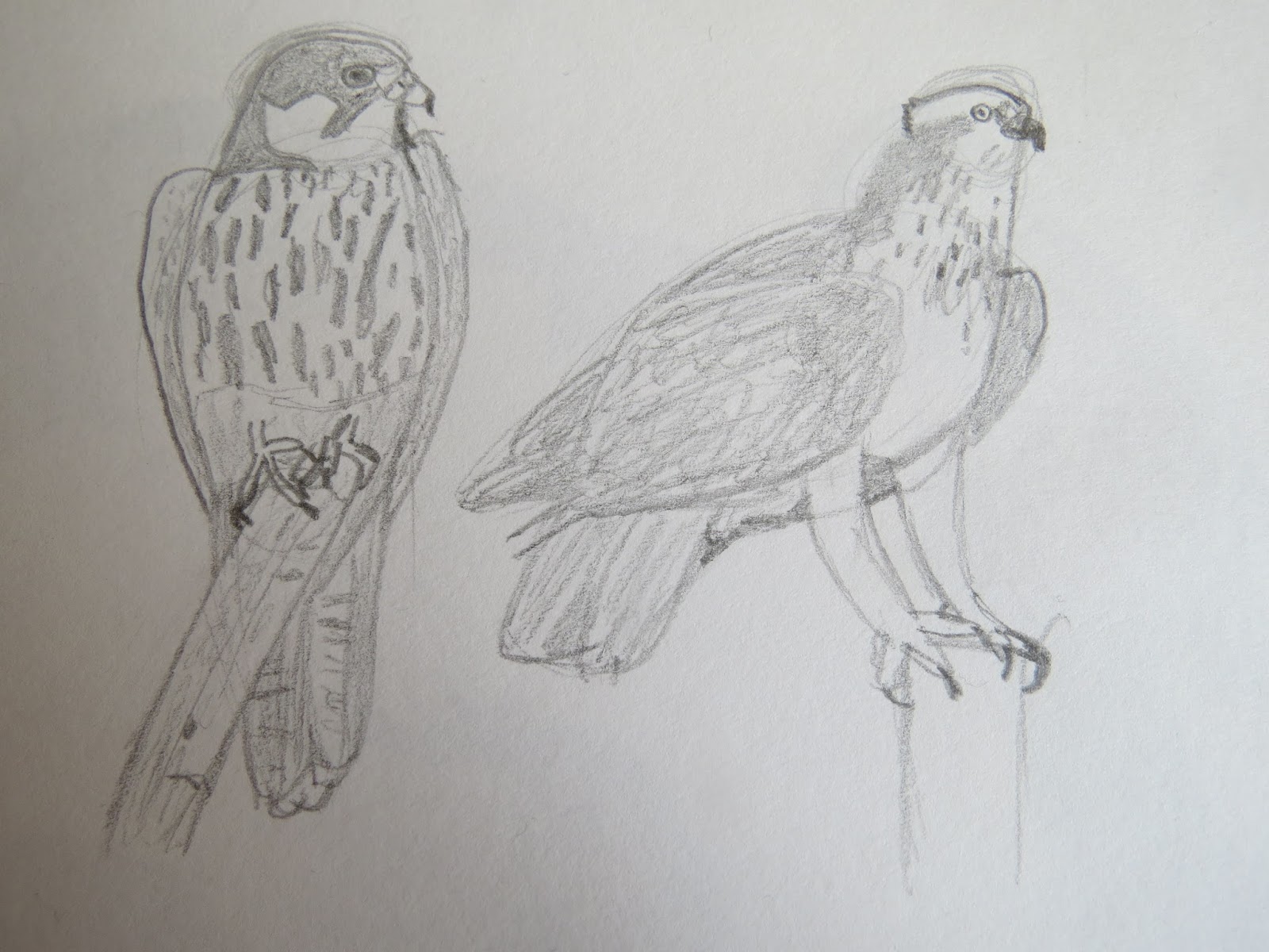 The Autistic Naturalist: How To Draw: Birds of Prey