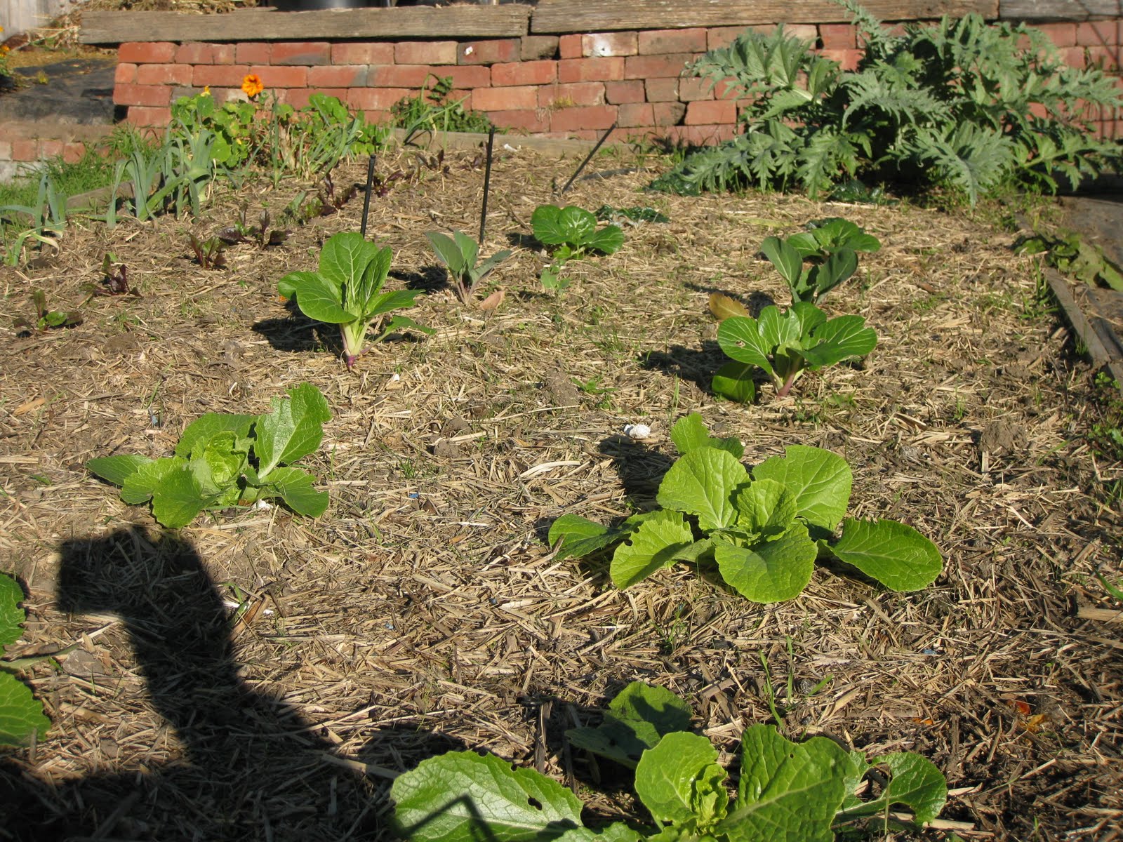 Polystyrene Garden Junkie