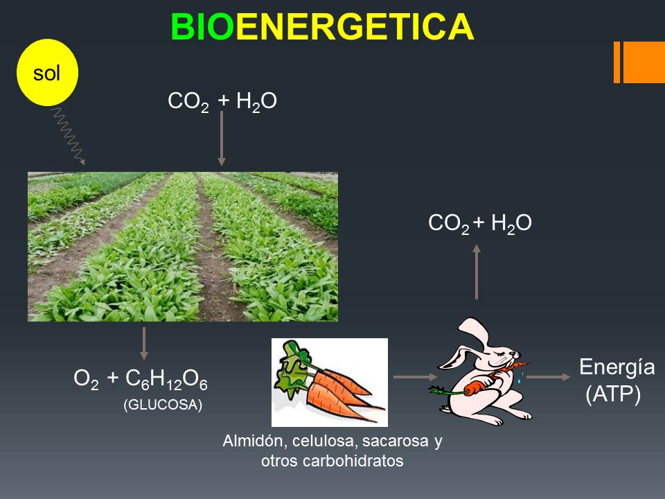 Bioenergetica O Que é - REVOEDUCA