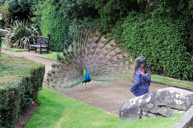 DAY OUT: Discover The Falconer's Quest at Warwick Castle | Treasure ...