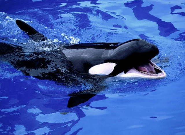 Orca | The Biggest Animals Kingdom