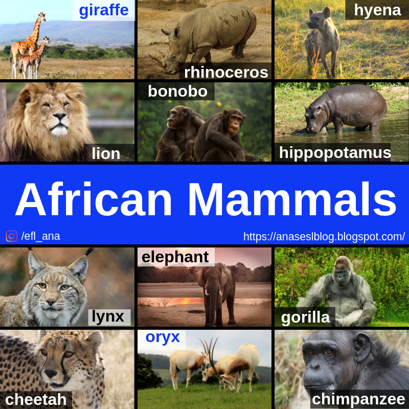 CPI Tino Grandío Bilingual Sections: Animal names