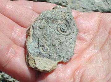 Fossils & Antiques: Extremely Rare fossils prices