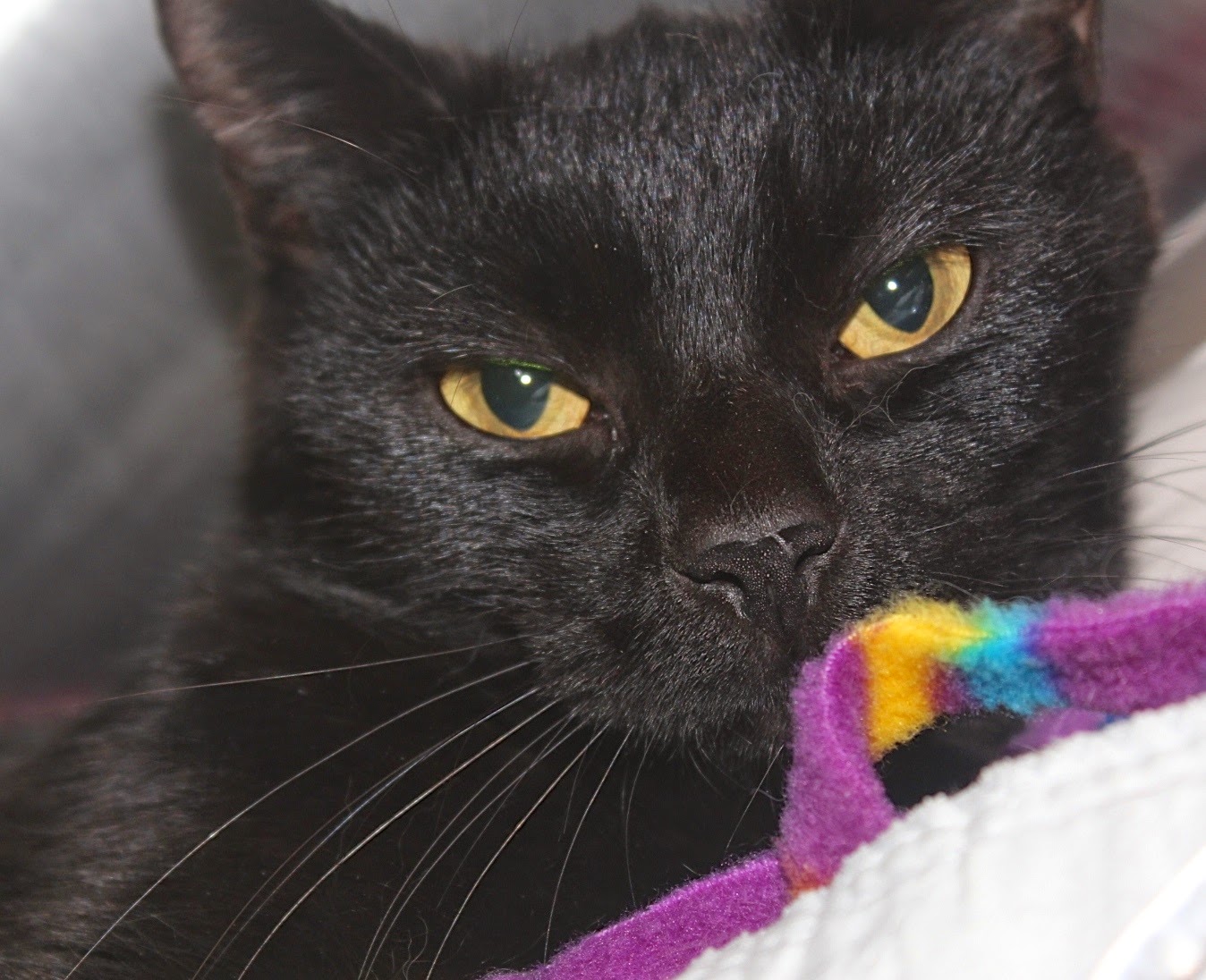 middletowneye: Cat Tales - Cat of the Week - MIA - Call or email to ...
