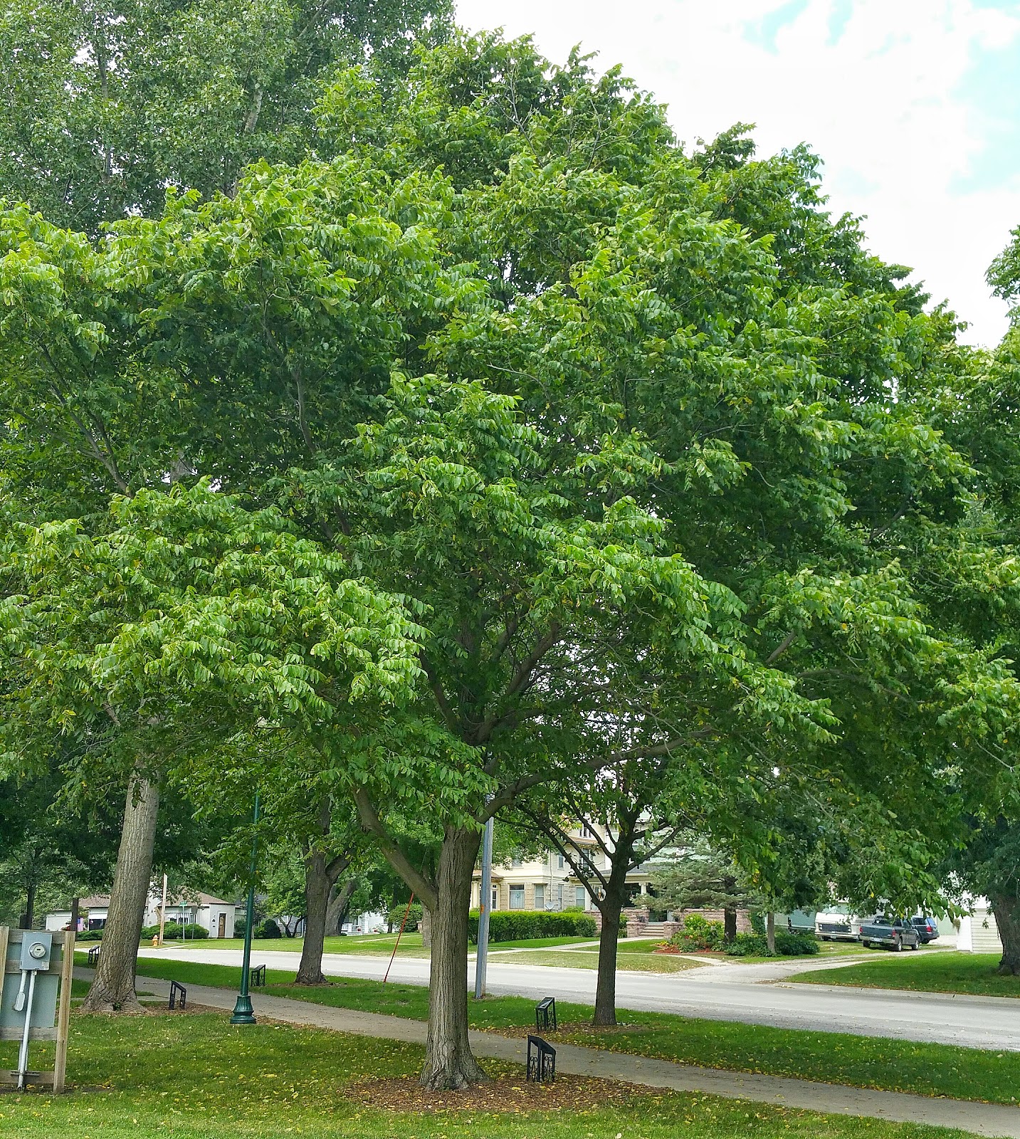 History and Culture by Bicycle: Storm Lake, Iowa: Living Heritage Tree ...