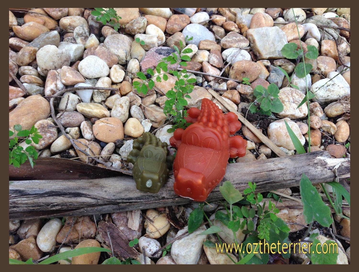 Small Dog Eats Alligator, Makes Monkey Scream: PetFlow.com Review | Oz ...