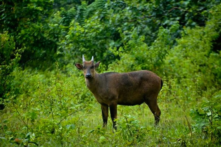 Apakah Anoa Pegunungan hanya Hidup di Pegunungan? | Belajar Sampai Mati