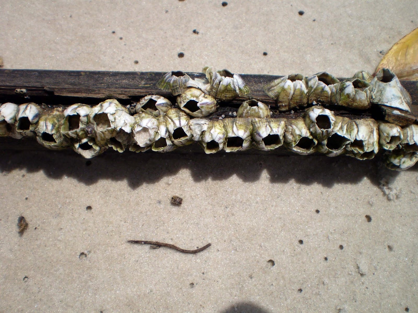 Turminha do 4º ano: O que são cracas?