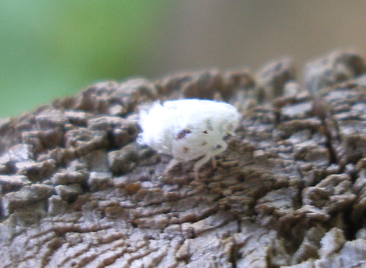JSH's Visual Slushpile: Tiny White Aphid
