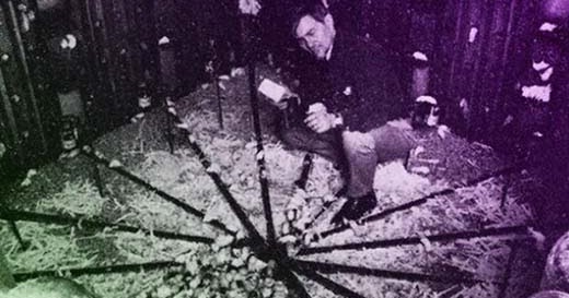 "Universo 25": El extraño experimento con ratones que describe cómo ...