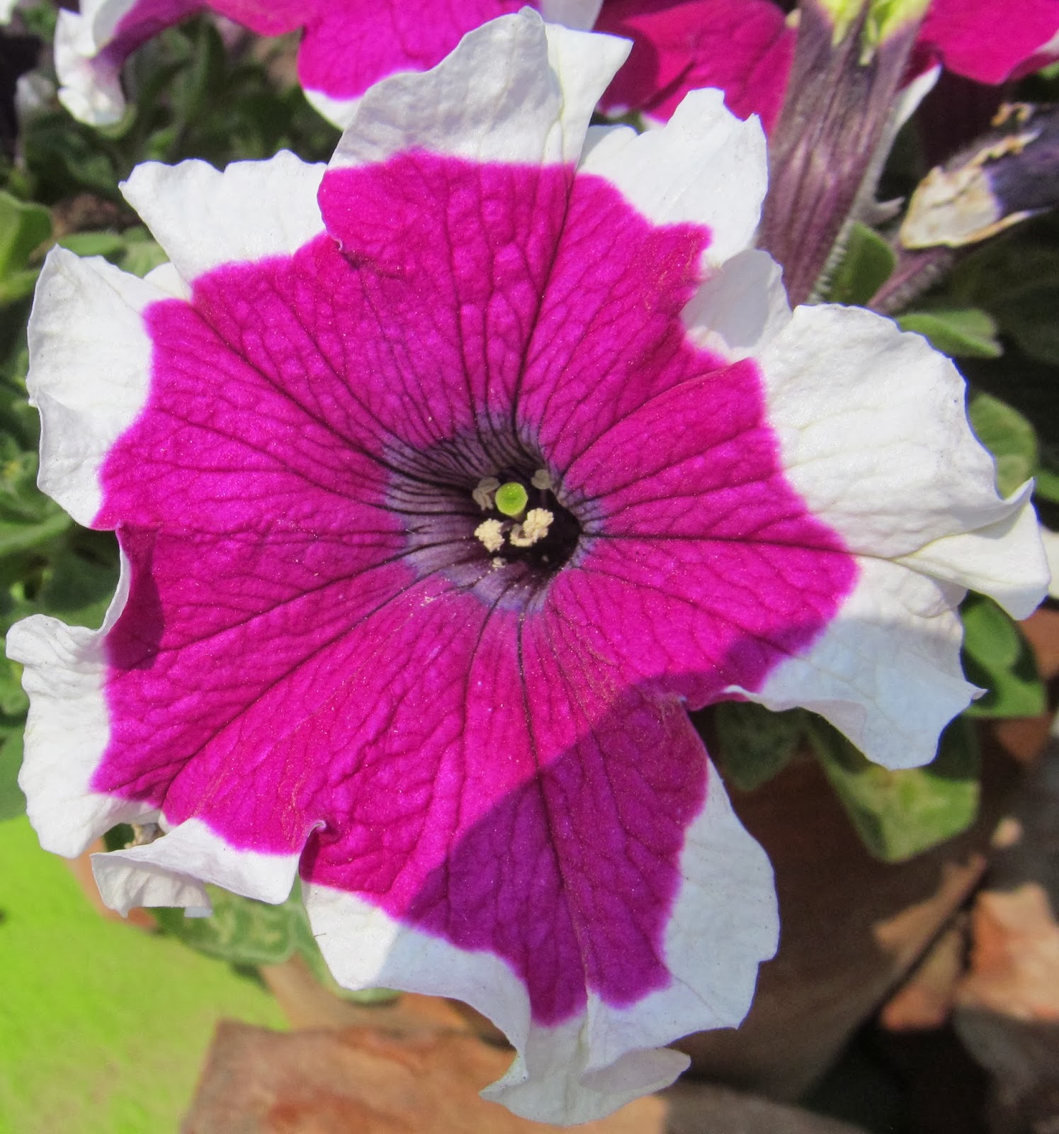 NATURAL & UNIQUE PHOTOGRAPHY: PETUNIA FLOWER