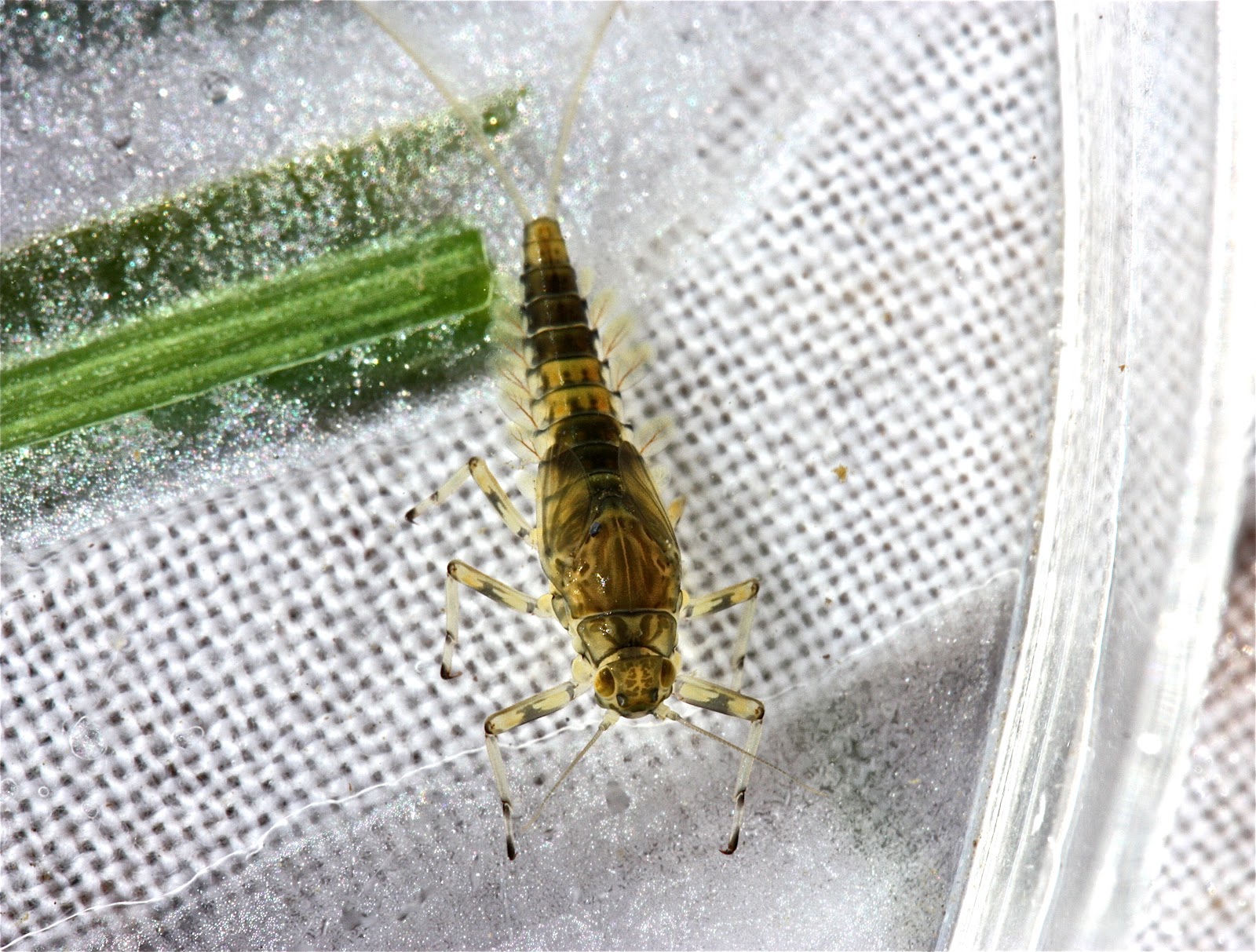 Aquatic Insects of Central Virginia: EPT Species List for Central ...