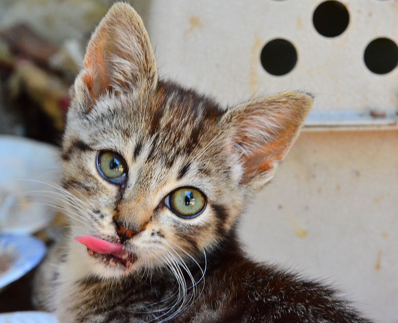 Meet Tabby Kitten Penny