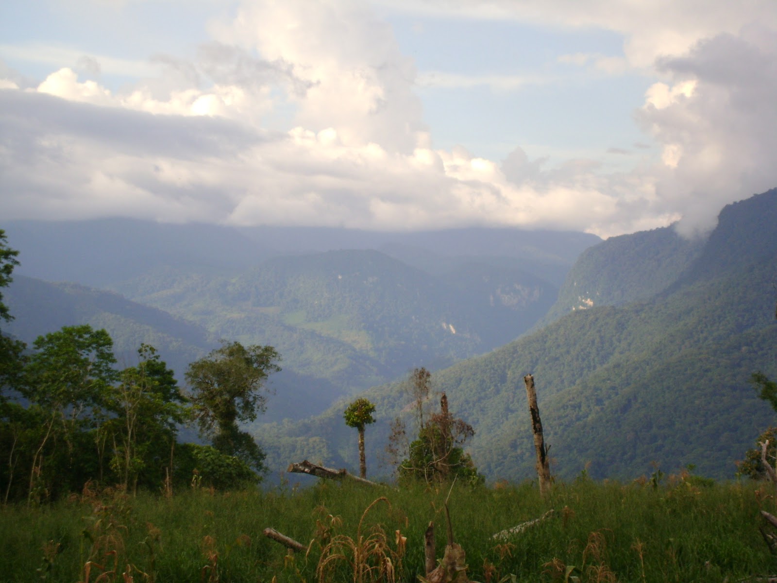 LA PROVINCIA DE HUALLAGA.: agosto 2020