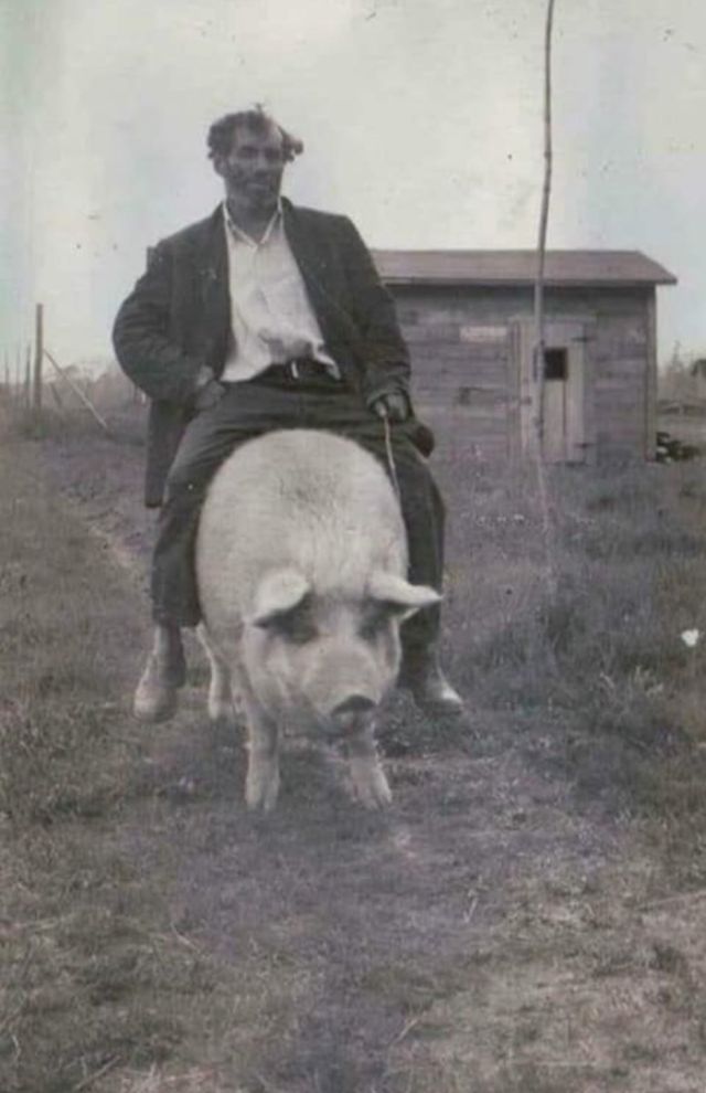 Riding a Pig in the Early 20th Century | Vintage News Daily