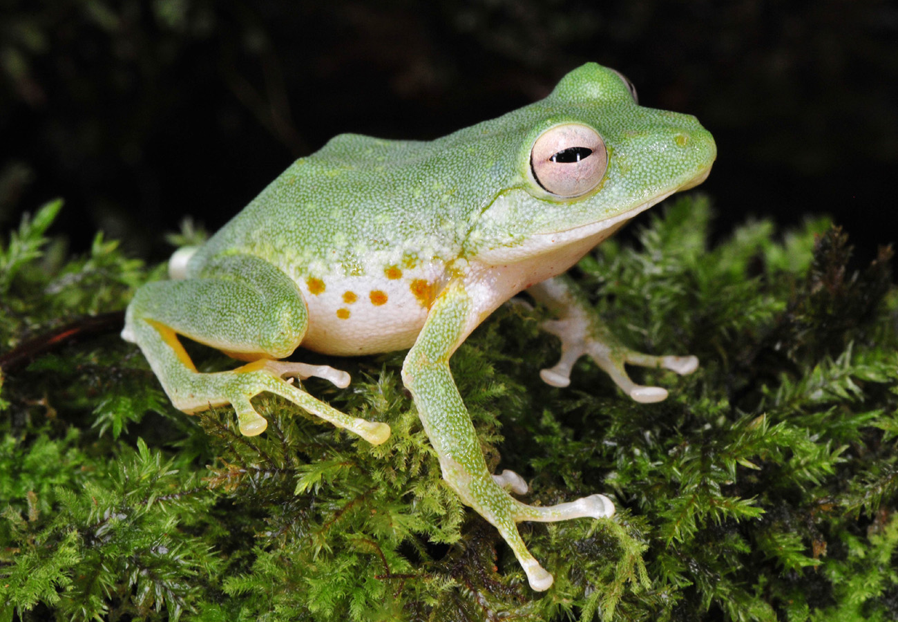 Species New to Science: [Herpetology • 2020] Platymantis navjoti • A ...