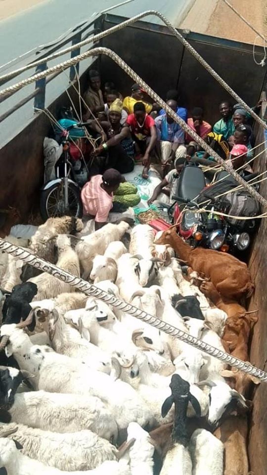 Busted:People Being Smuggled Into Kano In Trucks With Goats Despite ...