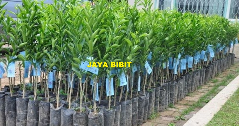 CARA PENANAMAN DAN PERAWATAN BIBIT JERUK